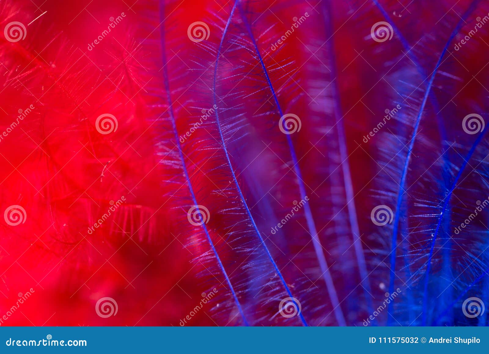 Blue and Red Feather As an Abstract Background Stock Photo - Image of ...