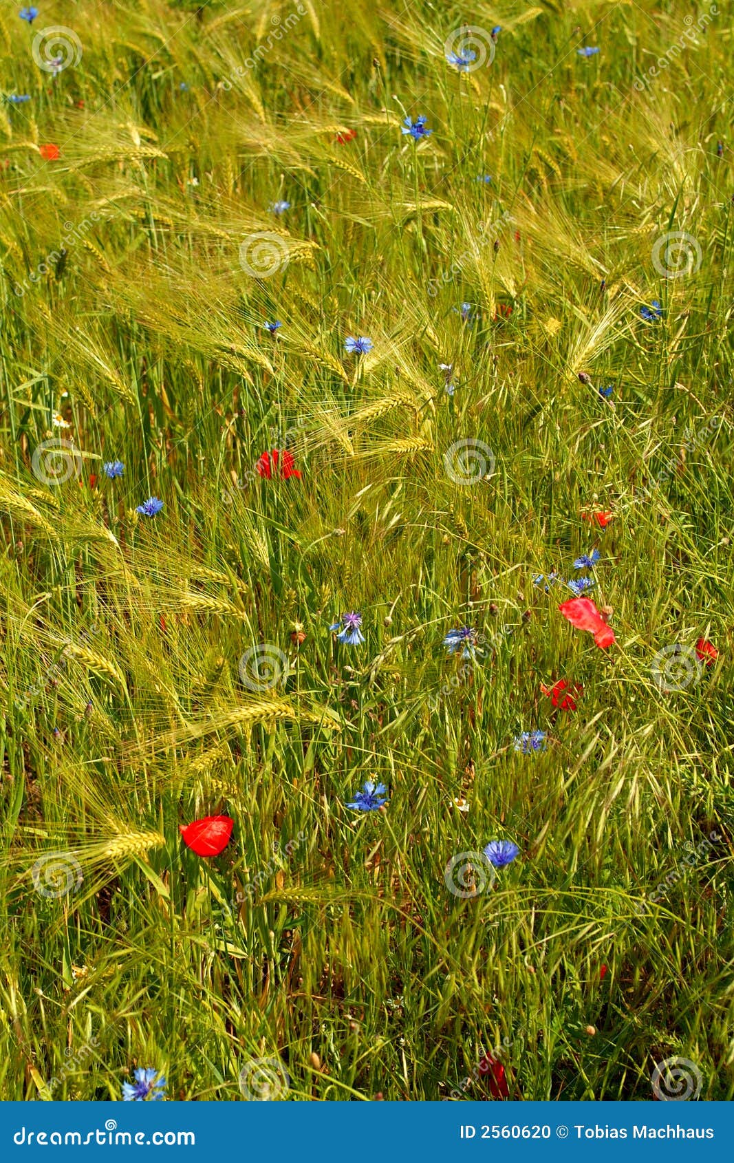 Blue and red flowers stock photo. Image of flower, wild - 2560620