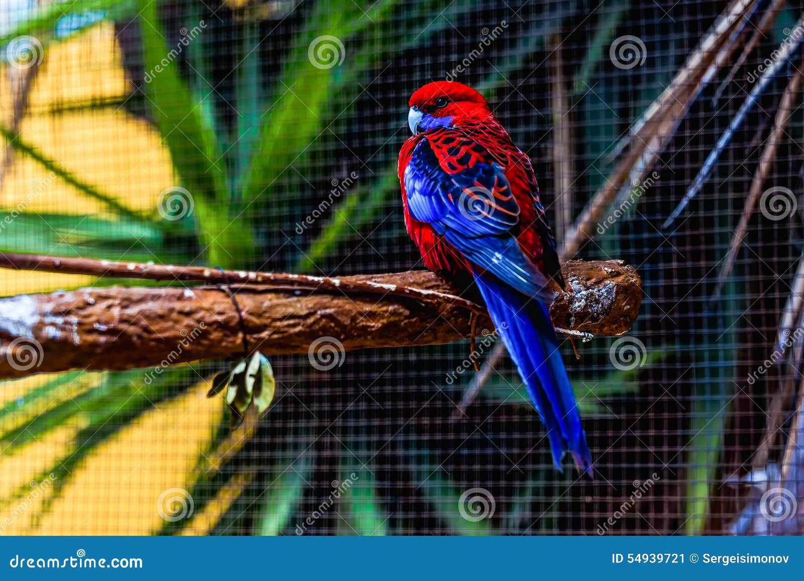 Blue and red parrot stock image. Image of colorful, feather - 54939721