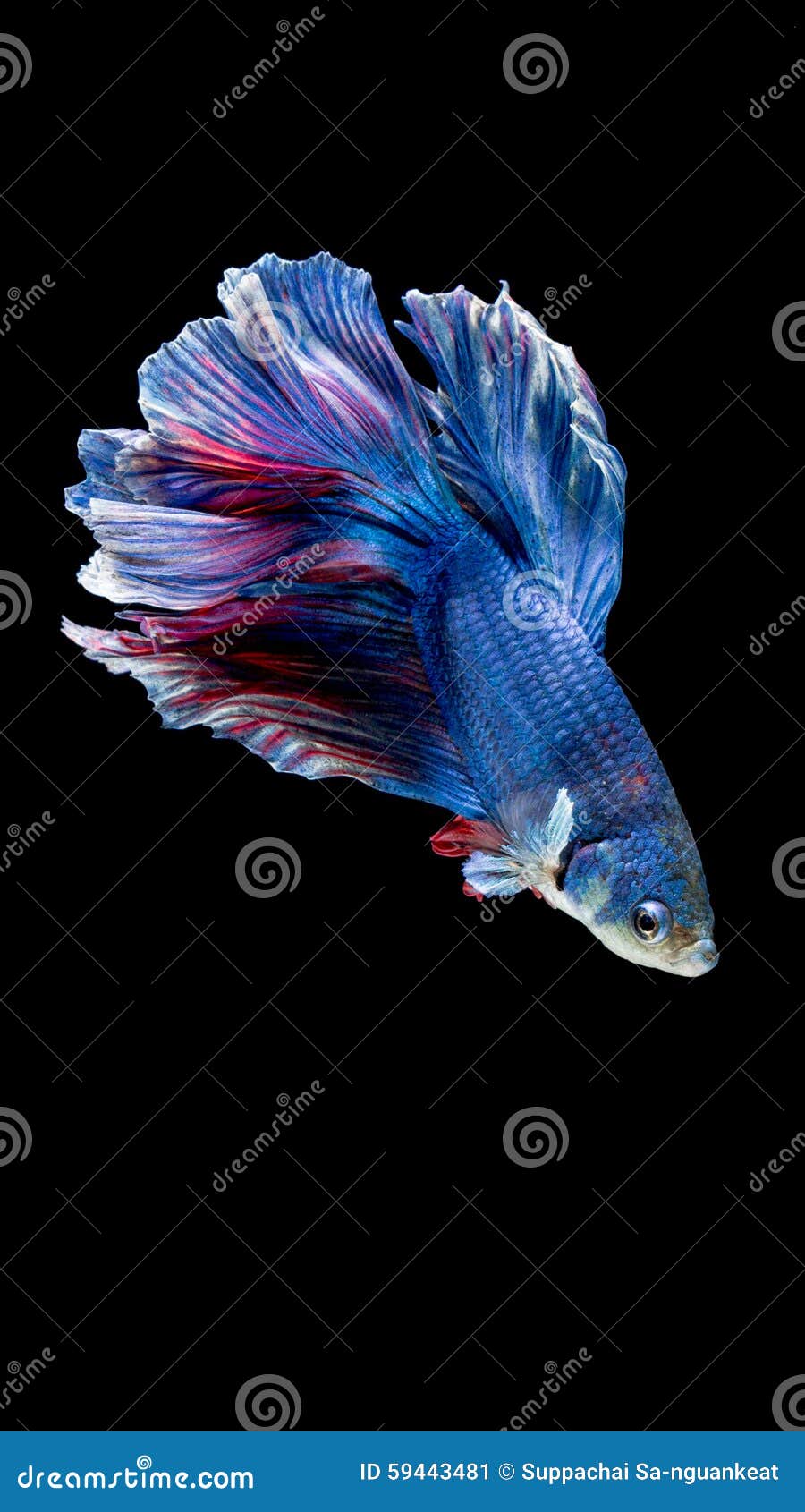 Blue and Red Siamese Fighting Fish, Betta Fish Isolated on Black Stock ...