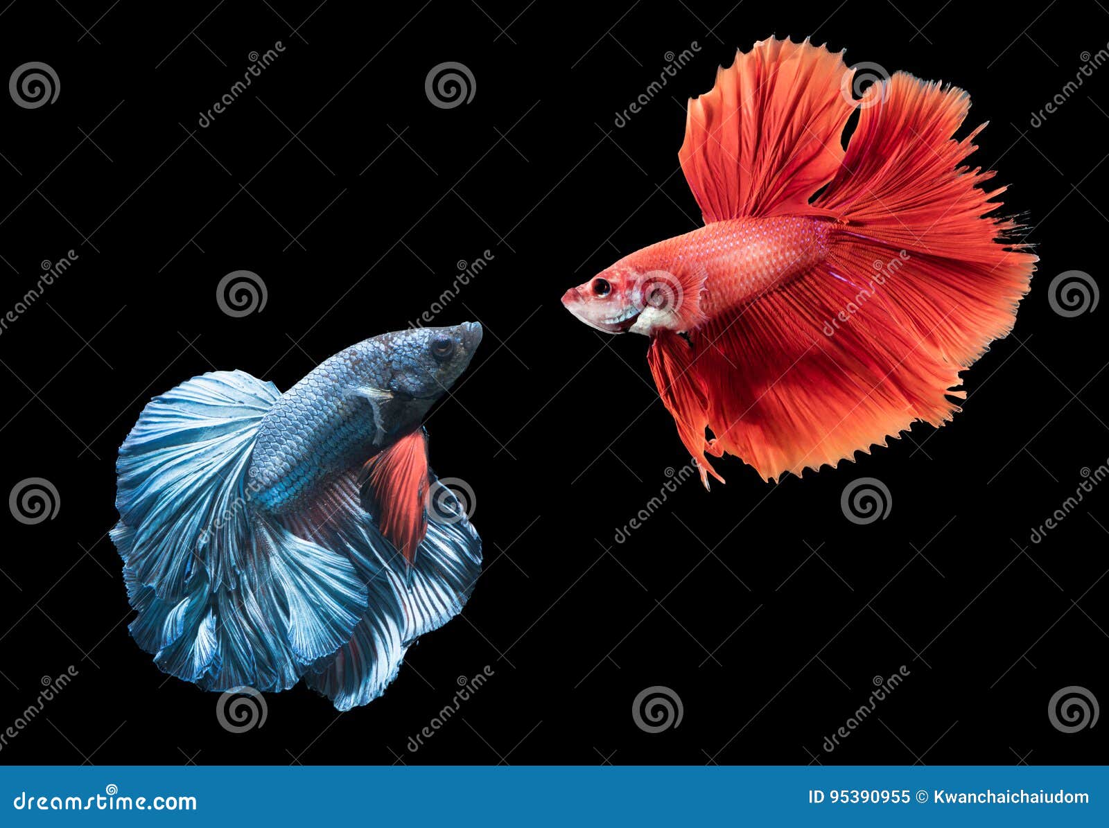 Blue and Red Siamese Fighting Fish on Black Stock Image - Image of ...