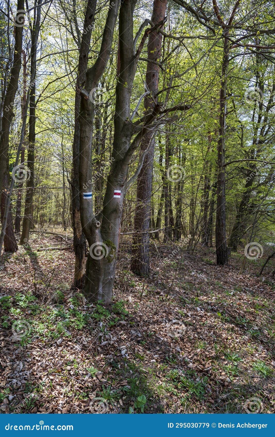 Blue and Red Tourist Sign on a Tree in Forest Stock Image - Image of ...