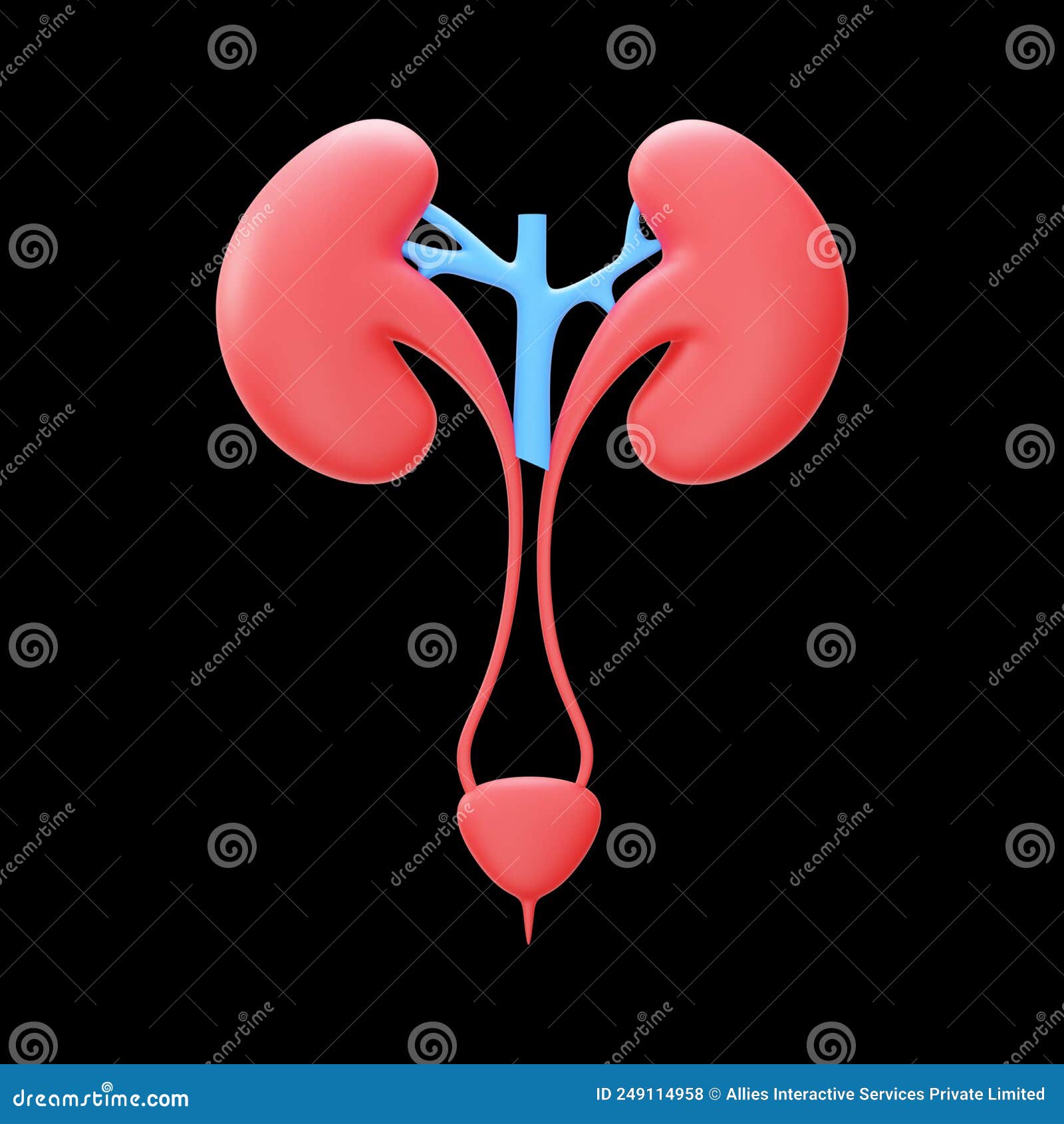 Blue and Red Urinary System 3D Element on Black Stock Illustration ...
