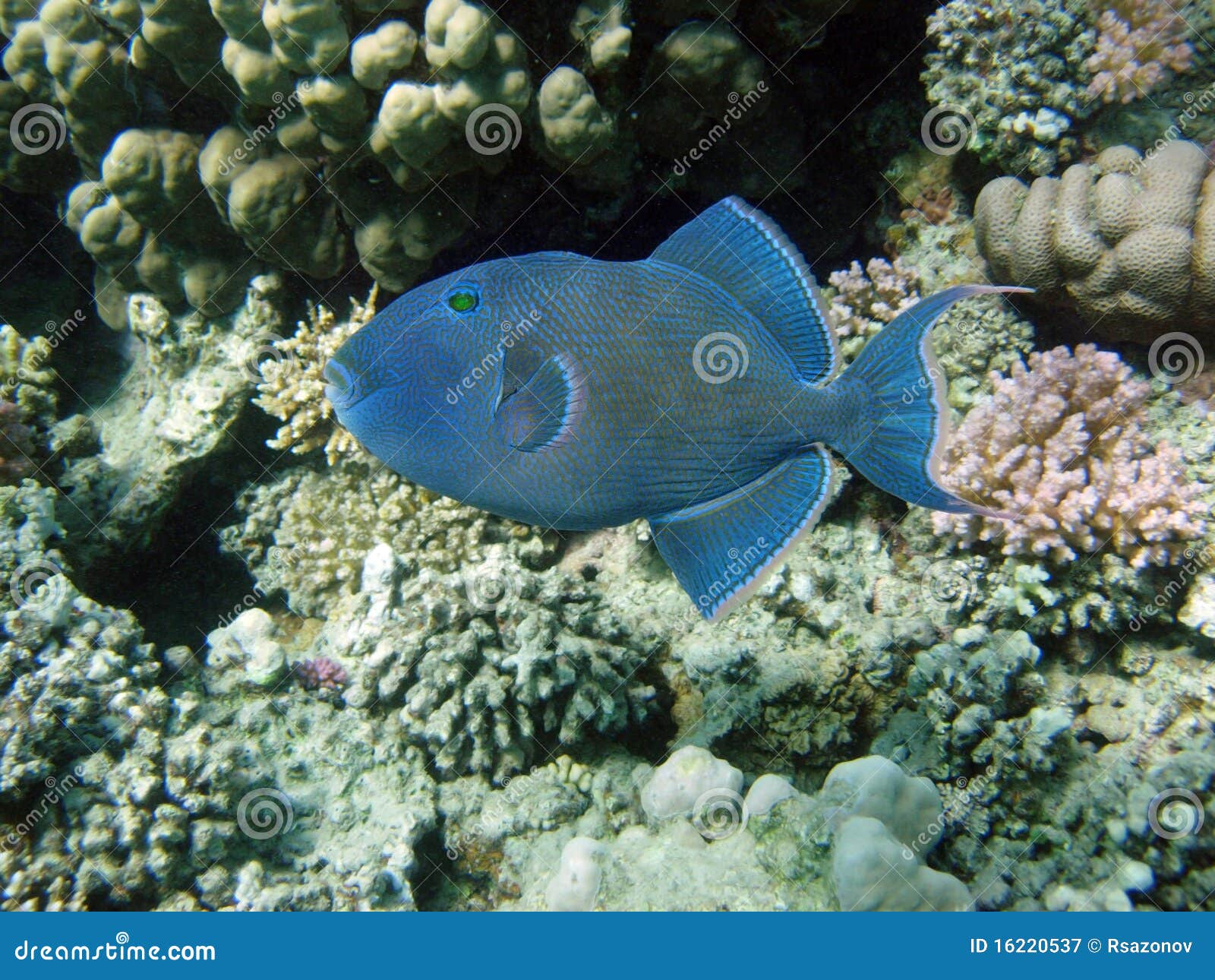 Blue redtooth triggerfish stock image. Image of diving - 16220537