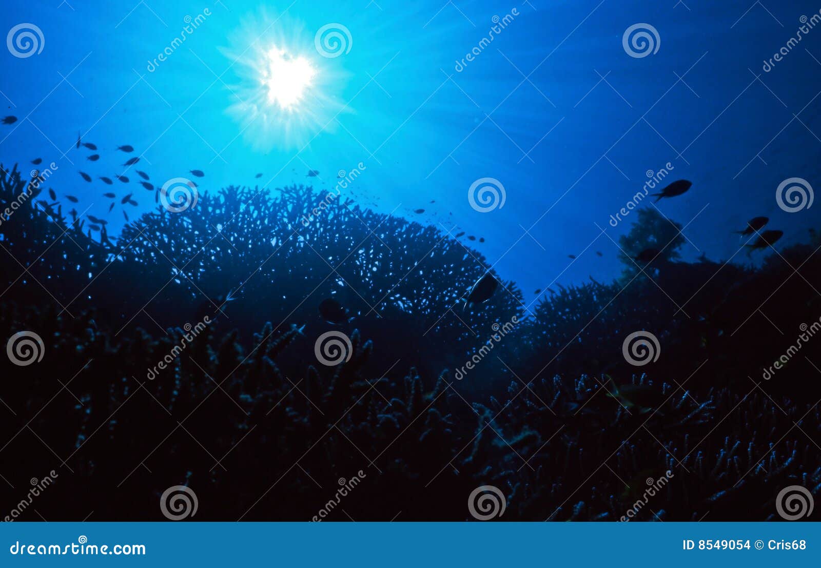 Blue reef stock photo. Image of natural, exotic, aquatic - 8549054