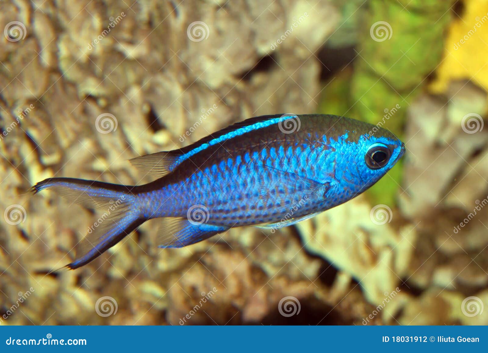 Blue Reef Chromis (Chromis Cyaneus) Stock Photo - Image of life, water ...