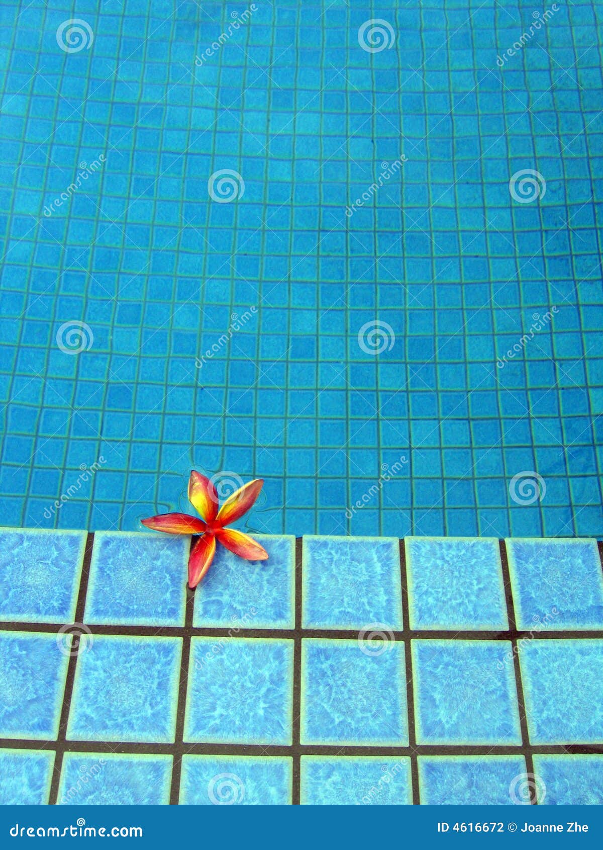 Blue Resort Swimming Pool & Red Tropical Flower Stock Photo - Image of ...