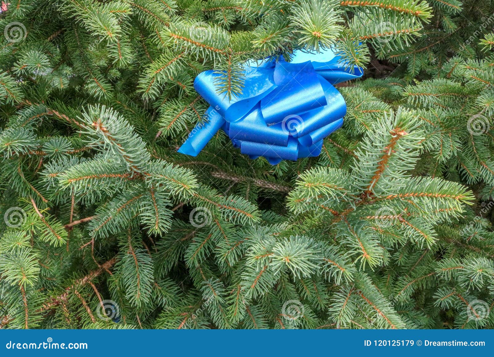 Blue ribbon pine tree stock image. Image of symbolic - 120125179