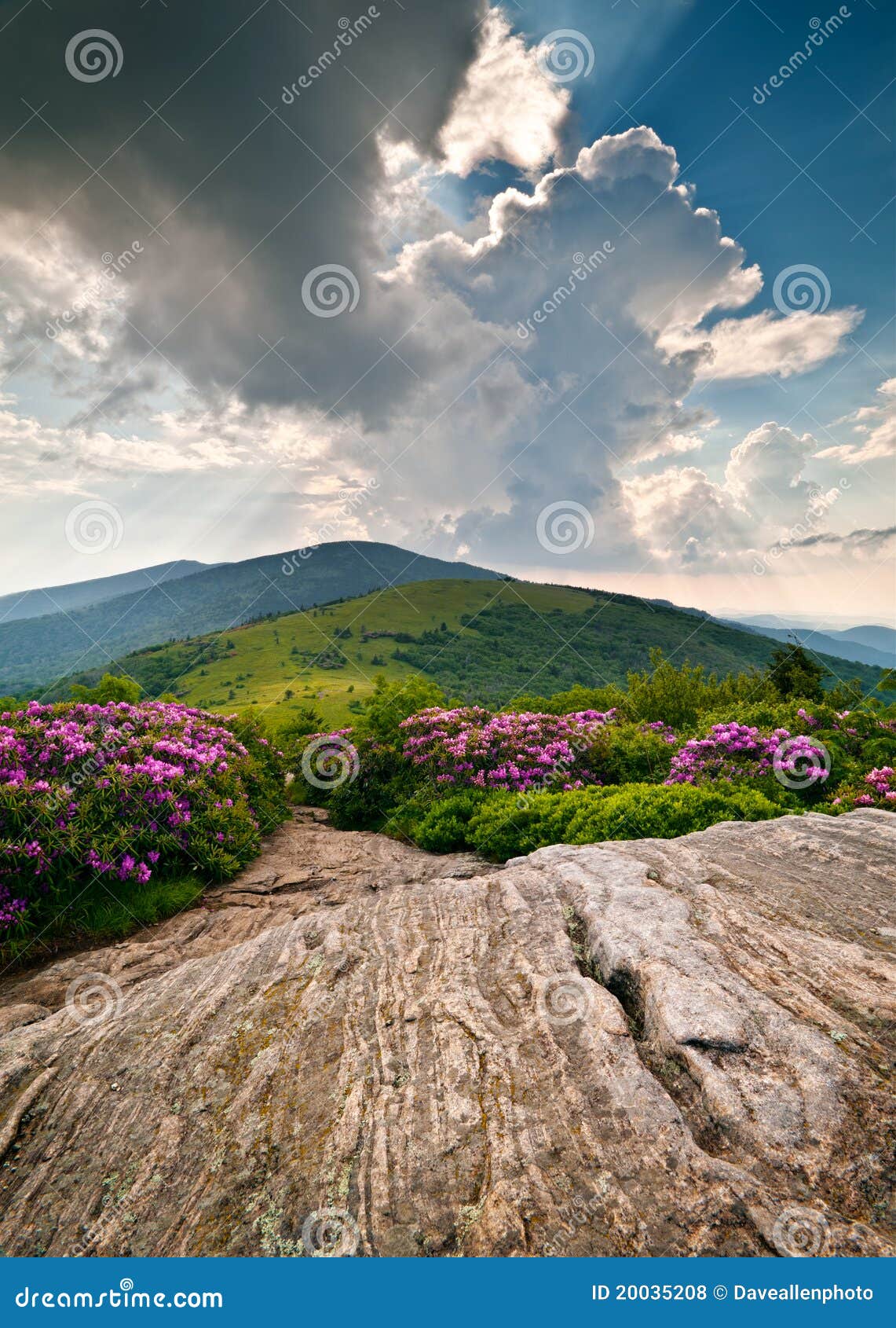 Blue Ridge Mountains Blooming Flowers Landscape Stock Photo - Image of ...