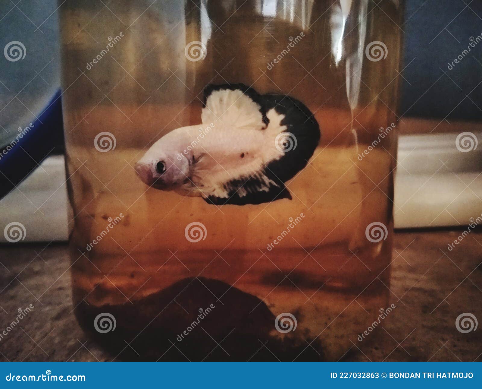 Blue rim betta fish stock image. Image of black, fish - 227032863