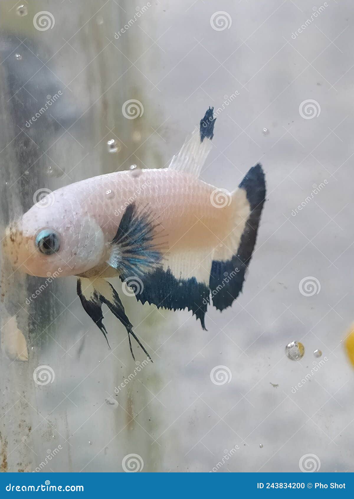 Blue rim betta fish stock photo. Image of body, characteristic - 243834200