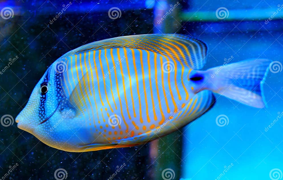 Blue Ring Angelfish stock image. Image of regal, pool - 17822555