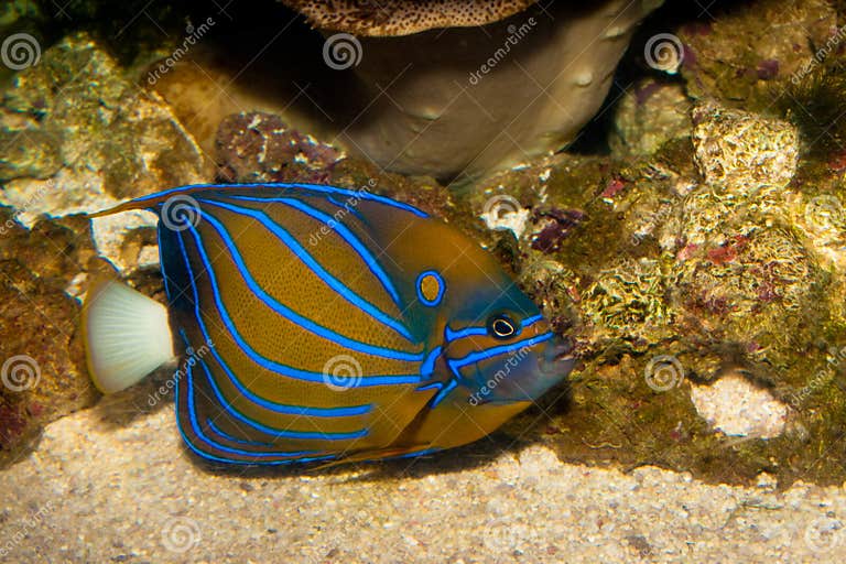 Blue Ring Angelfish in Aquarium Stock Photo - Image of king, annularis ...