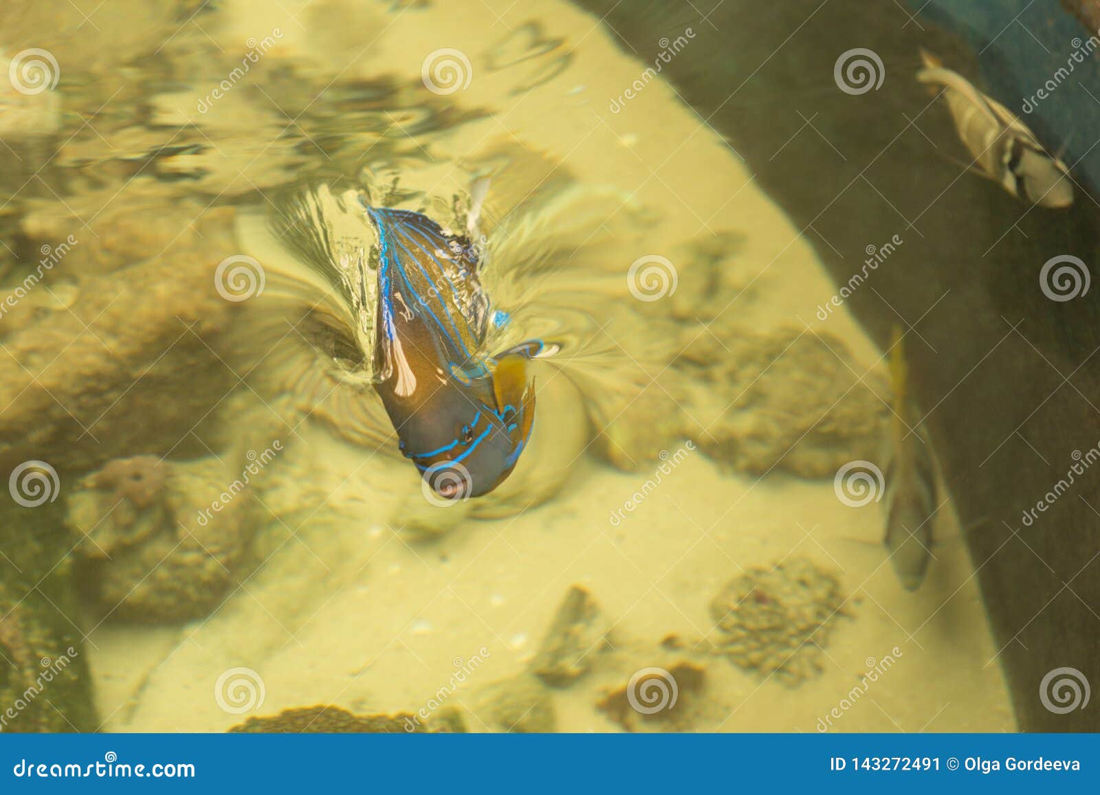 Blue Ring Angelfish Marine Fish.Pomacanthus Annularis .Blue Ring Stock ...