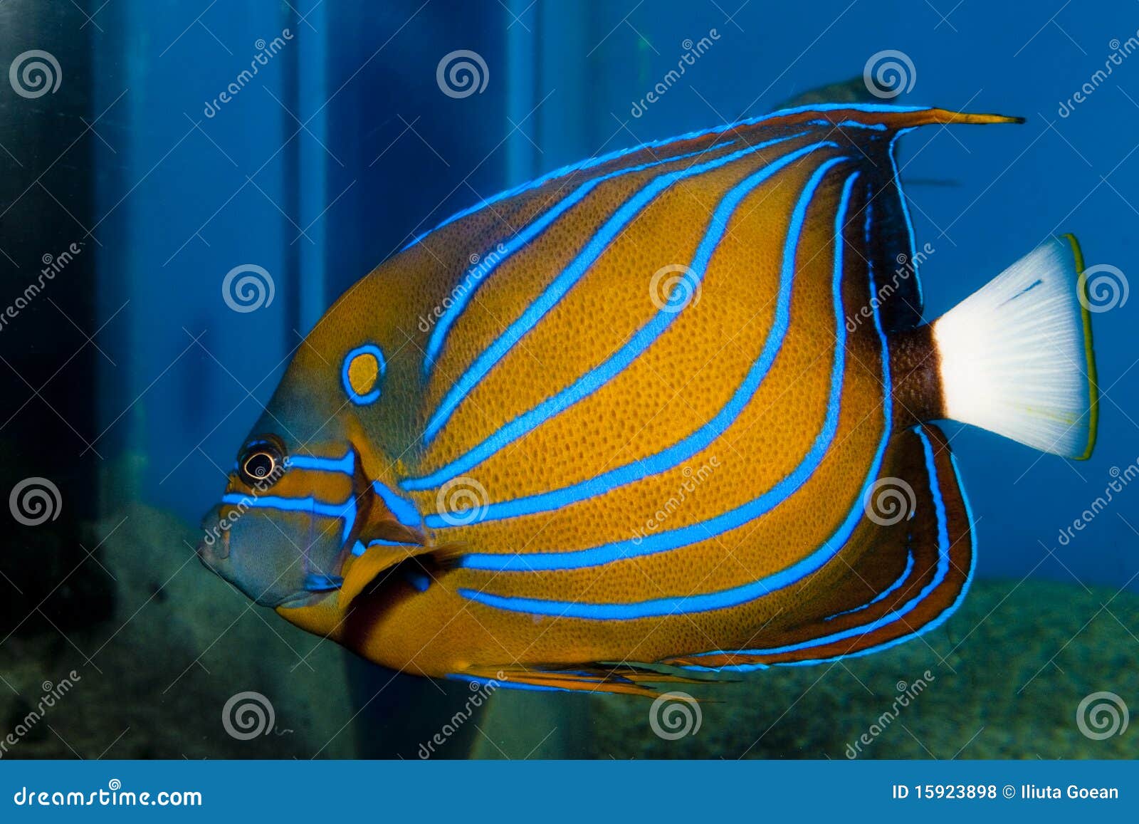 Blue Ring Angelfish (Pomacanthus Annularis) Stock Photo - Image of ...
