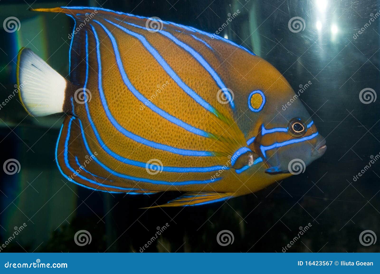 Blue Ring Angelfish (Pomacanthus Annularis) Stock Image - Image of ...