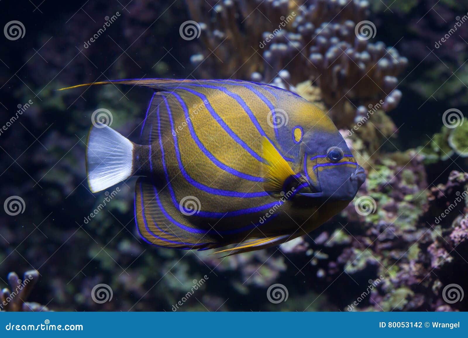 Blue Ring Angelfish (Pomacanthus Annularis). Stock Photo - Image of ...