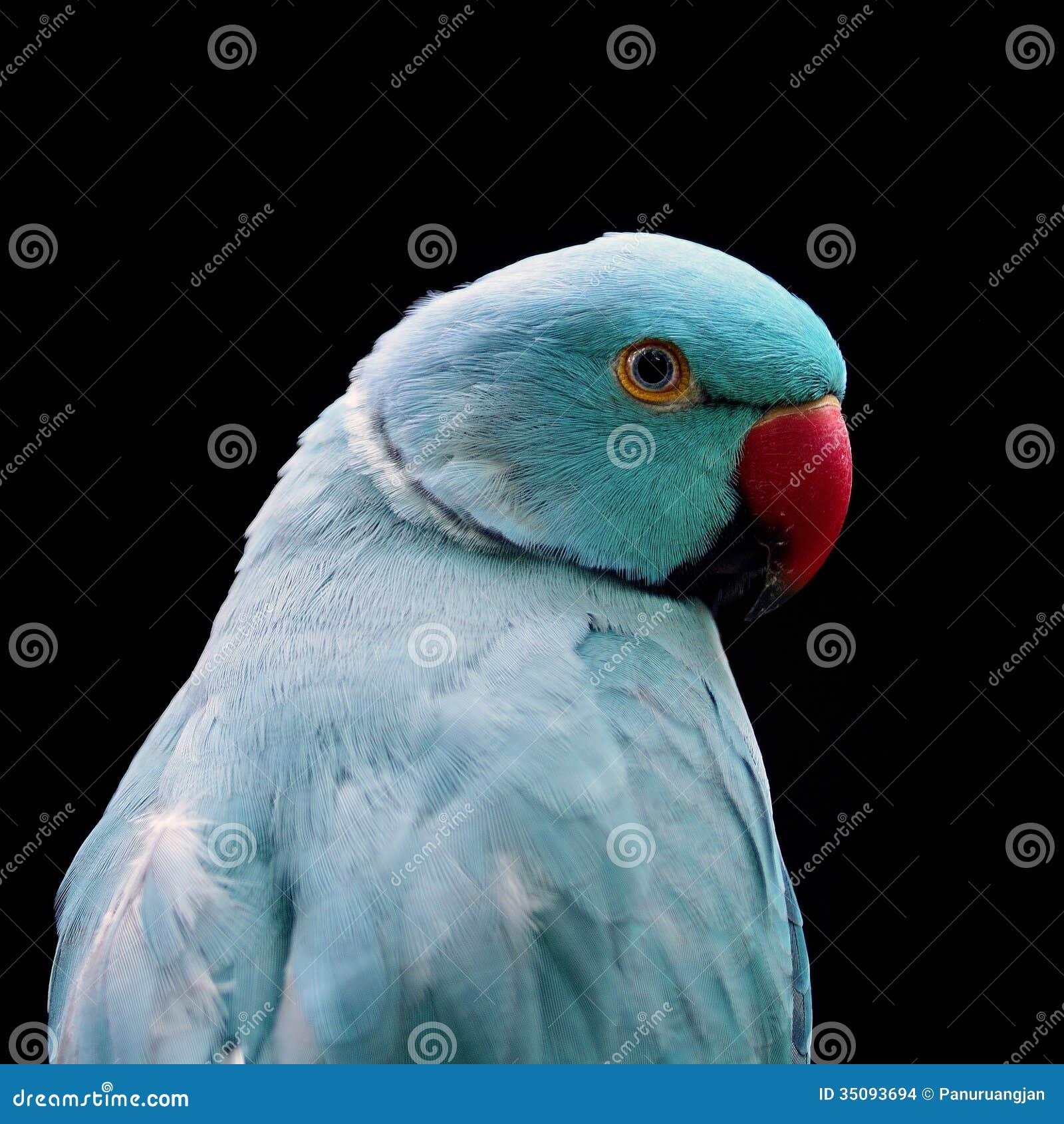 Blue Ring-necked Parakeet stock photo. Image of bird - 35093694