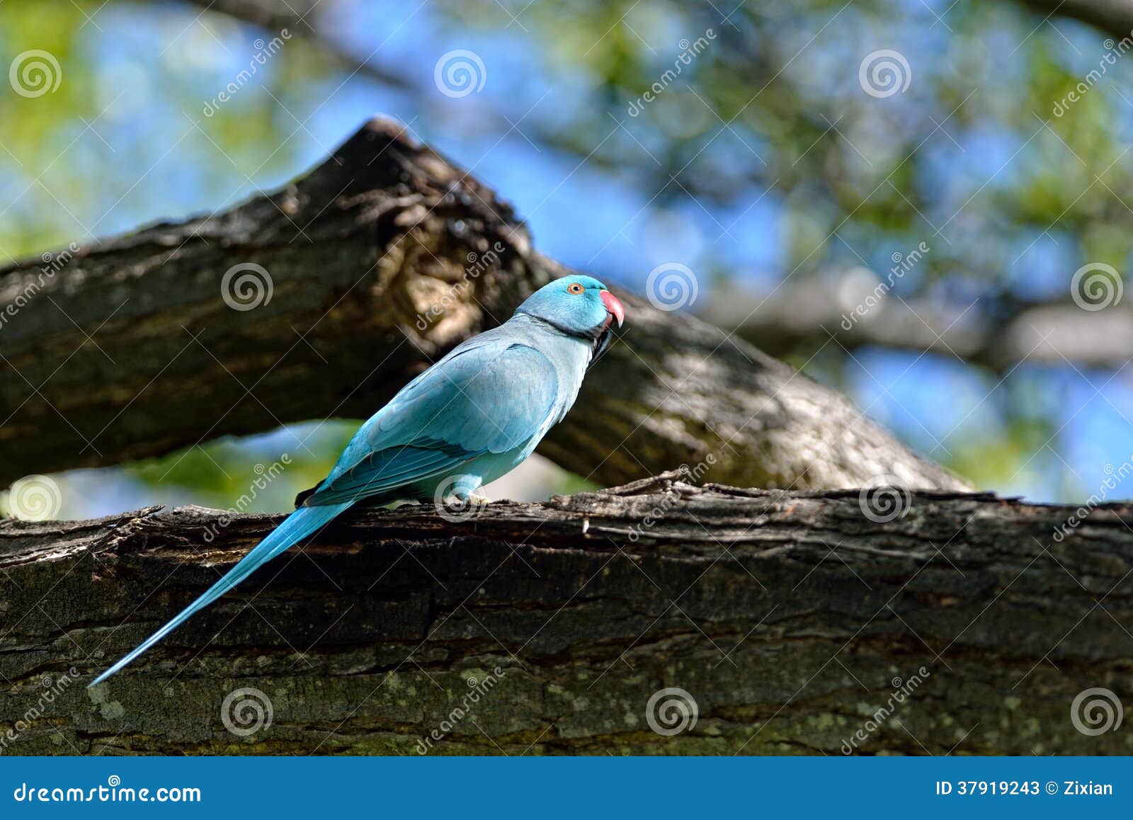 Blue ring-necked parrot stock image. Image of tree, ringnecked - 37919243