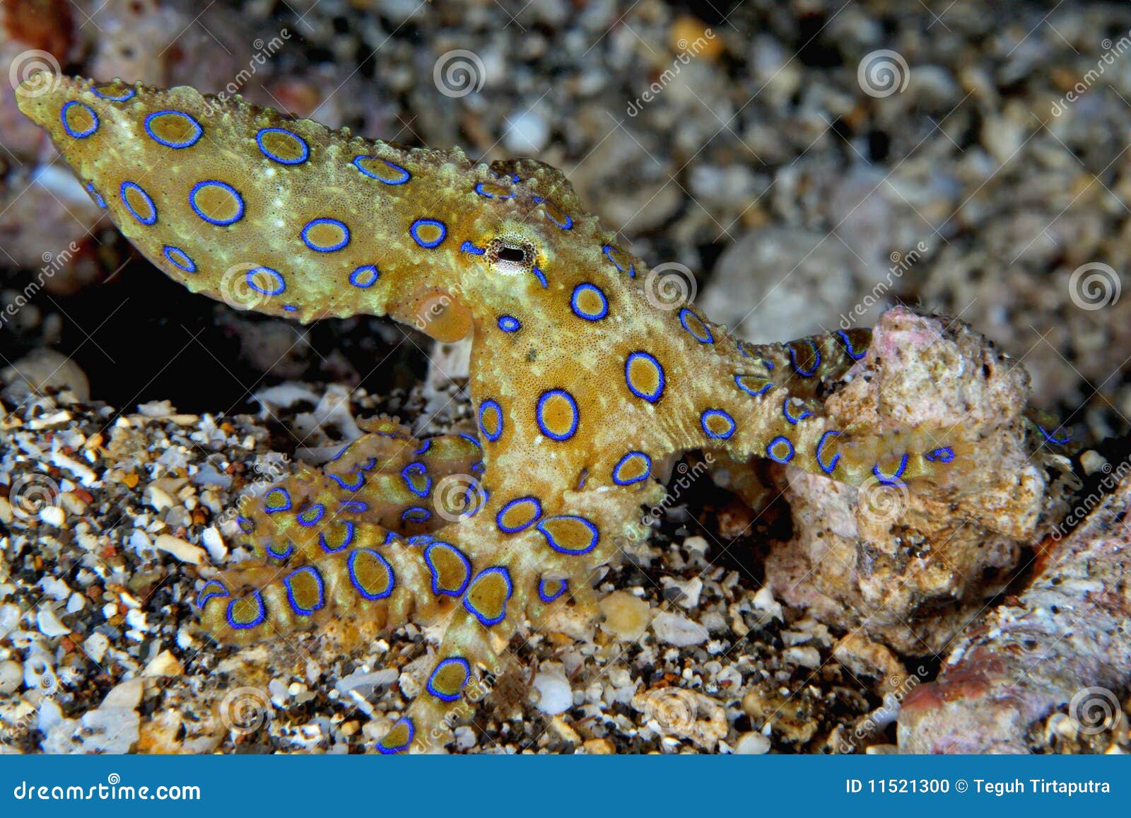 Blue ring octopus stock photo. Image of poisonous, intelligent - 11521300