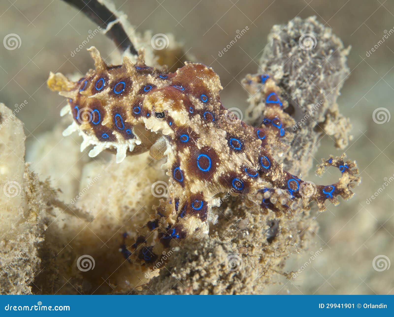 Blue ring octopus stock image. Image of world, animal - 29941901
