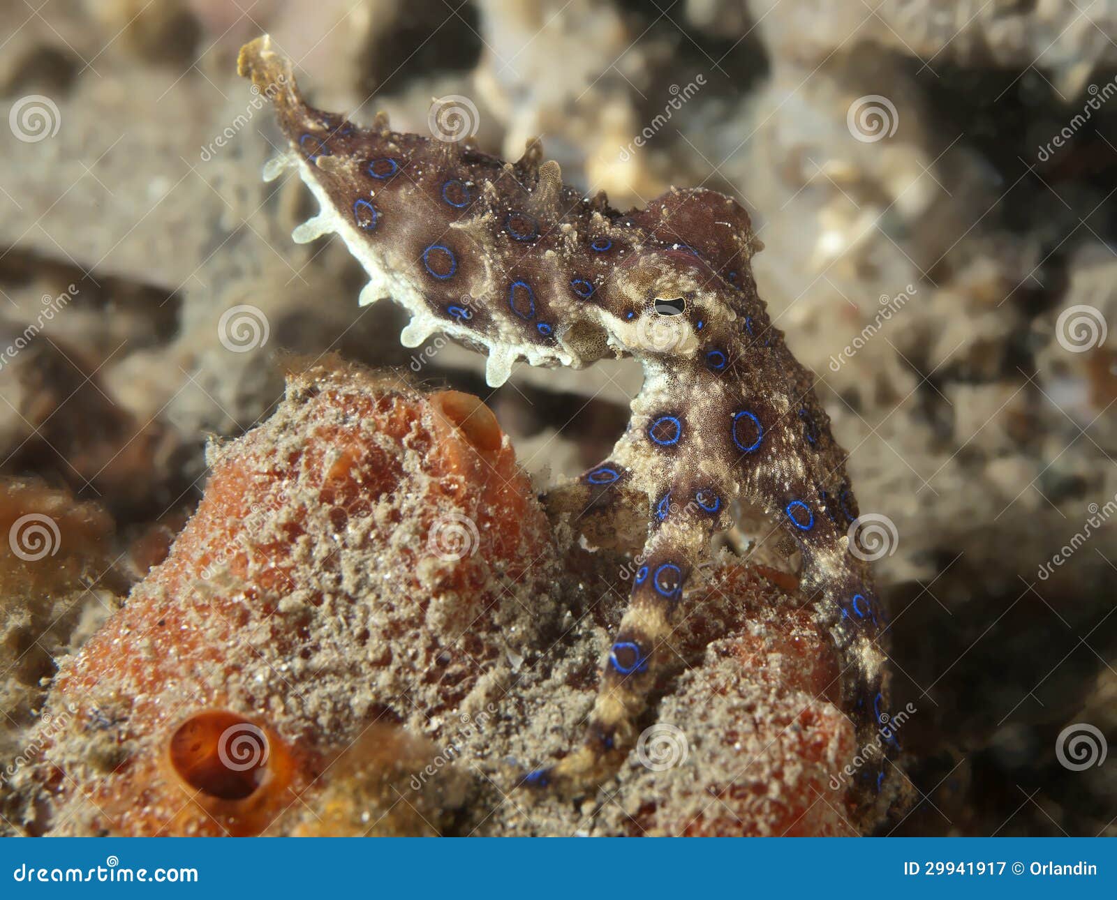 Blue ring octopus stock image. Image of animal, hapalochlaena - 29941917