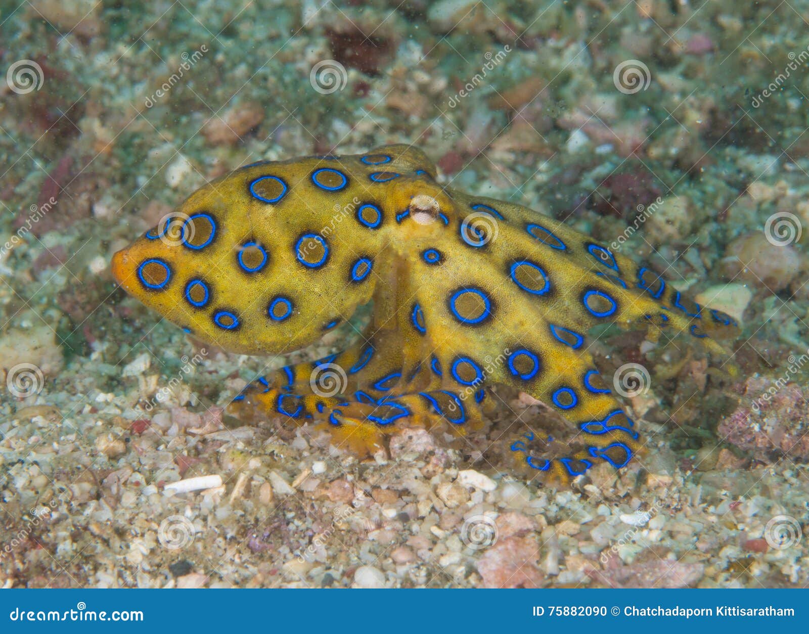 Blue ring octopus stock photo. Image of wildlife, diving - 75882090