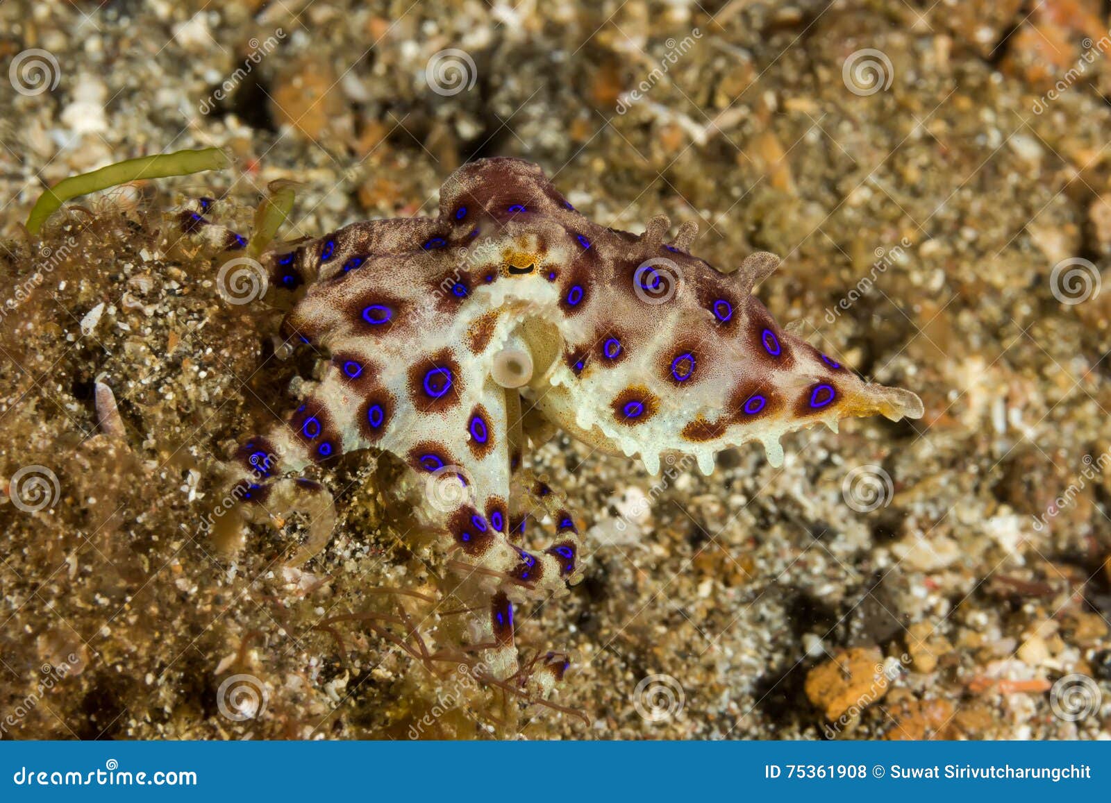 Blue Ring Octopus stock photo. Image of creature, diving - 75361908