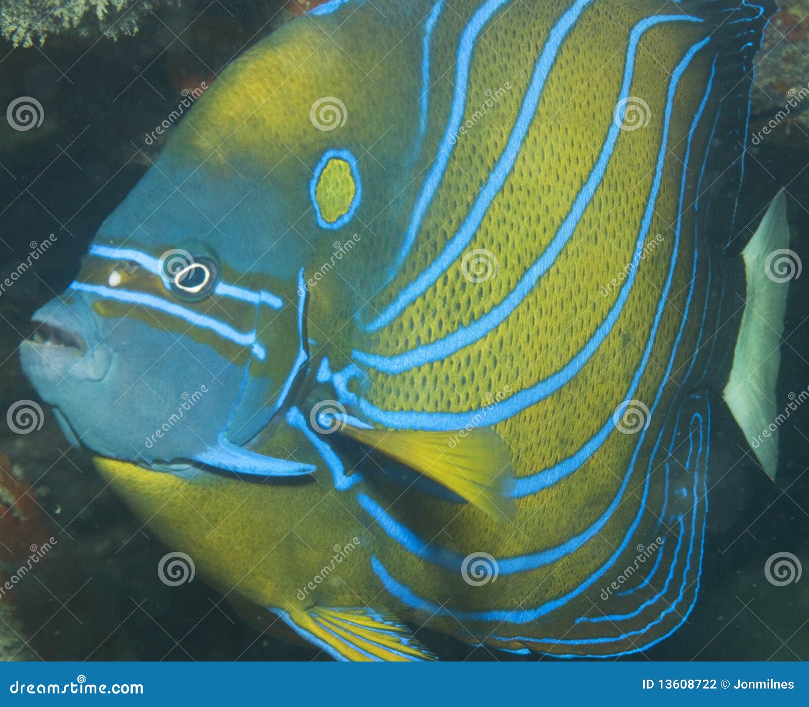 Blue ringed angel fish stock photo. Image of ringed, fishing - 13608722