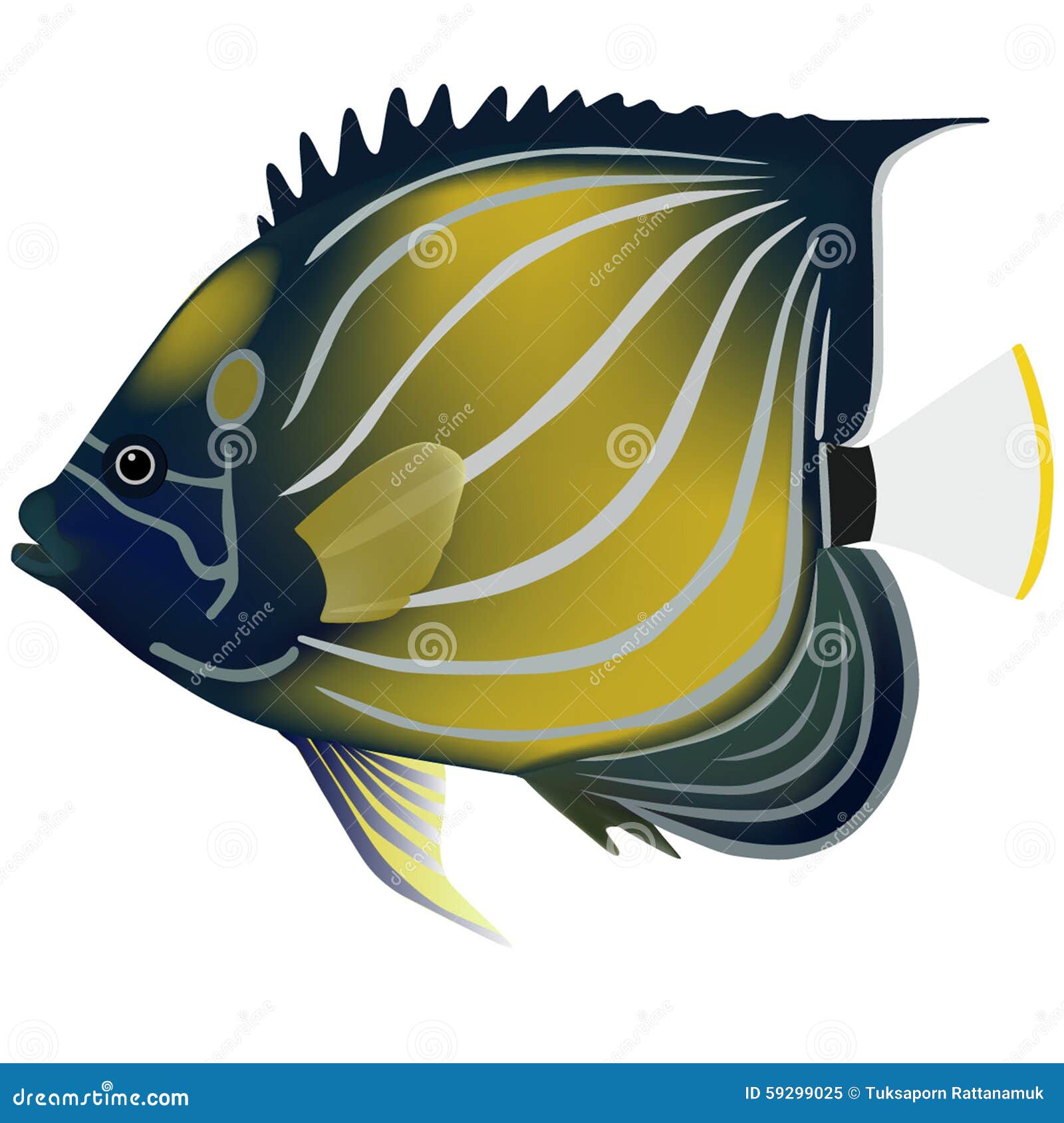 Blue-ringed angelfish stock vector. Illustration of blue - 59299025