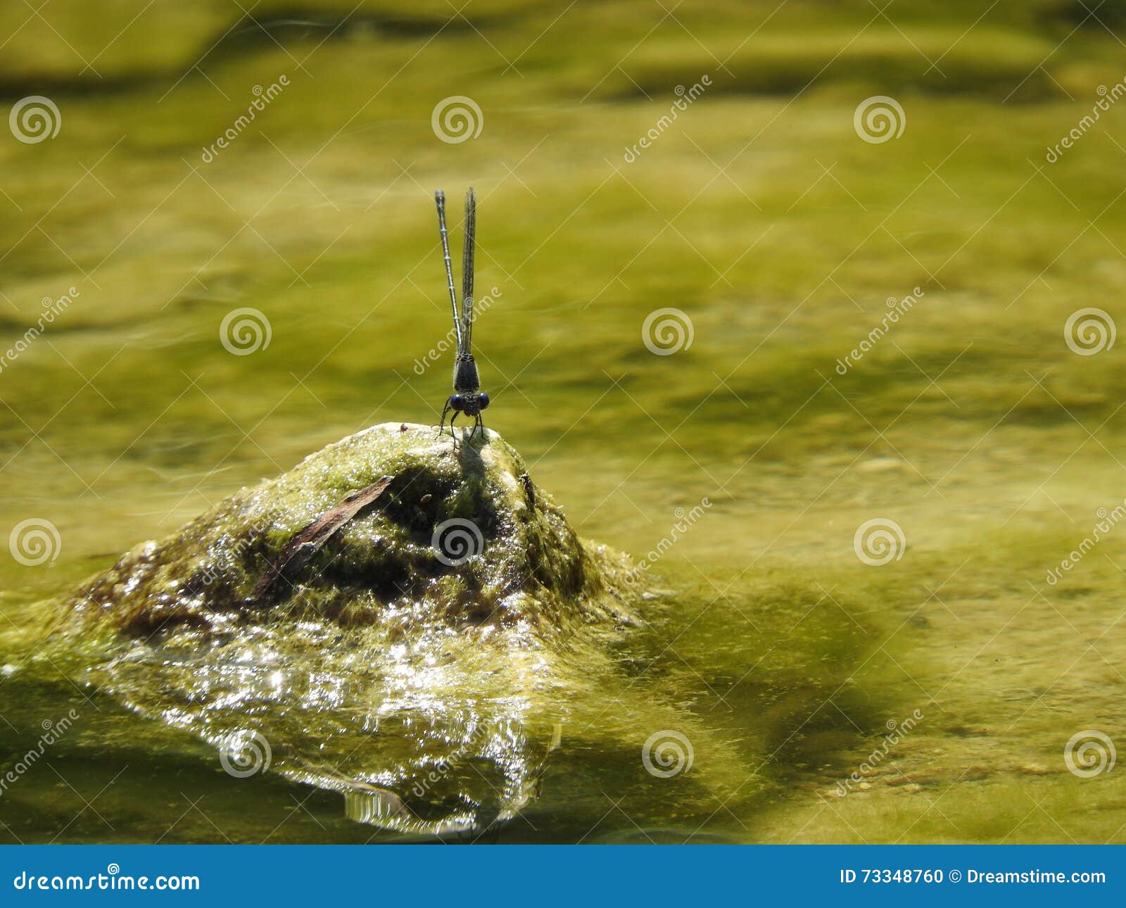 Blue-ringed Dancer Damselfly (Argia Sedula) Stock Photo - Image of ...