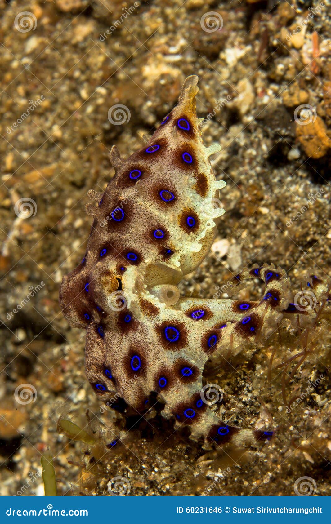 Blue-Ringed Octopus stock photo. Image of coral, blue - 60231646