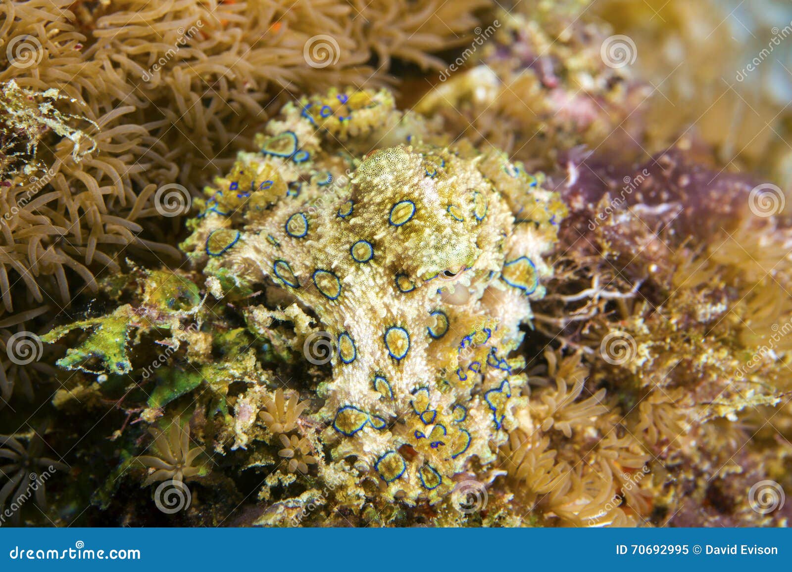 Blue Ringed Octopuses Tetrodotoxin Poisonous Octopus Dangerous Aquatic ...