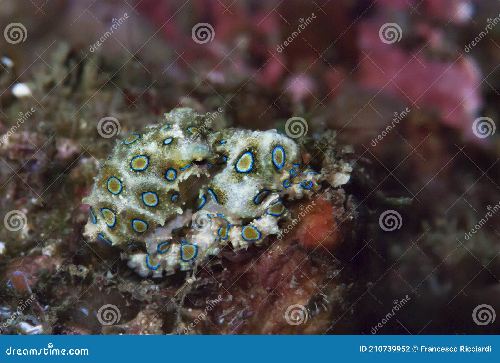 Blue-ringed Octopus Hapalochlaena Lunulata Stock Photo - Image of ...