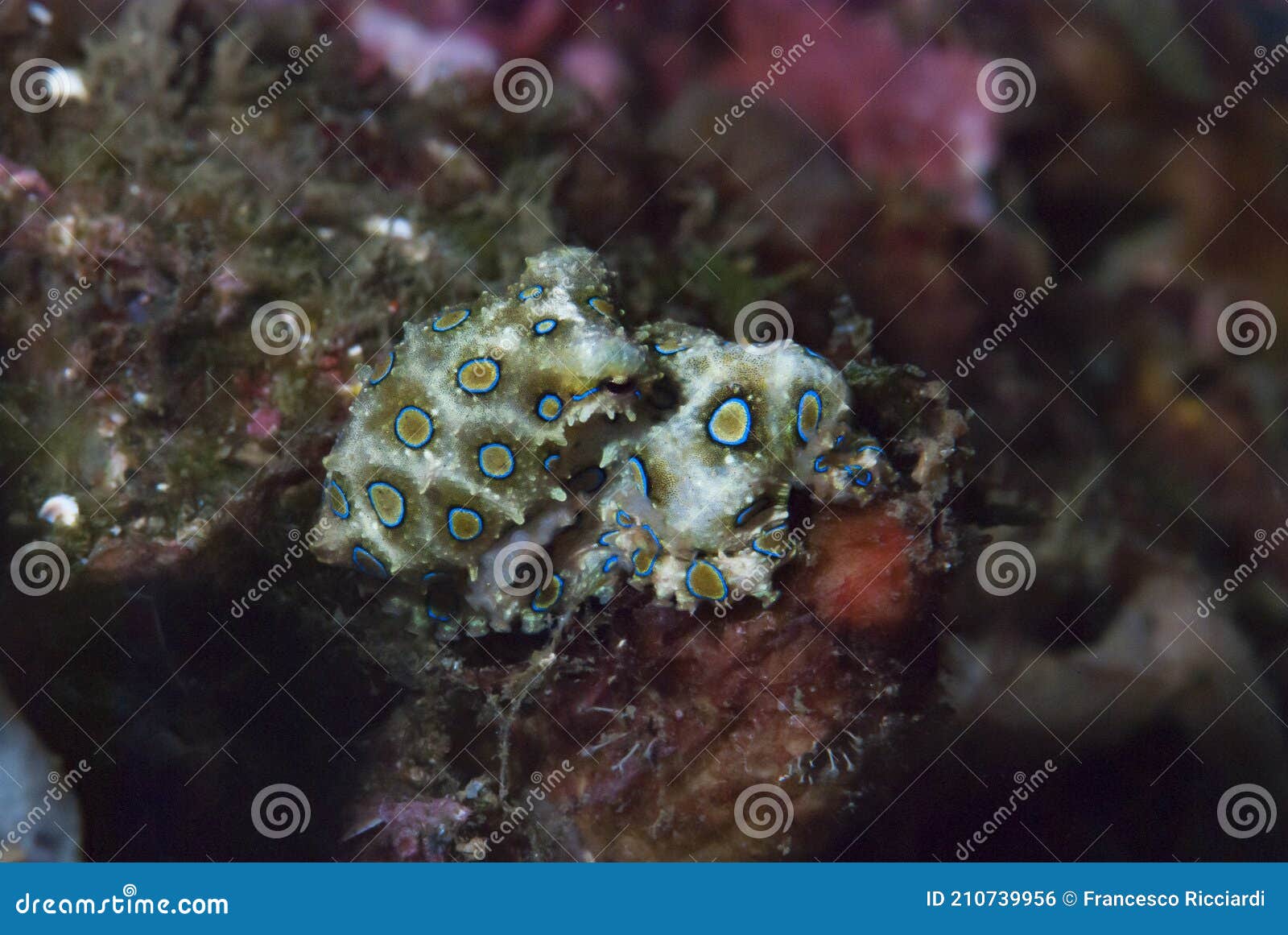 Blue-ringed Octopus Hapalochlaena Lunulata Stock Photo - Image of ...