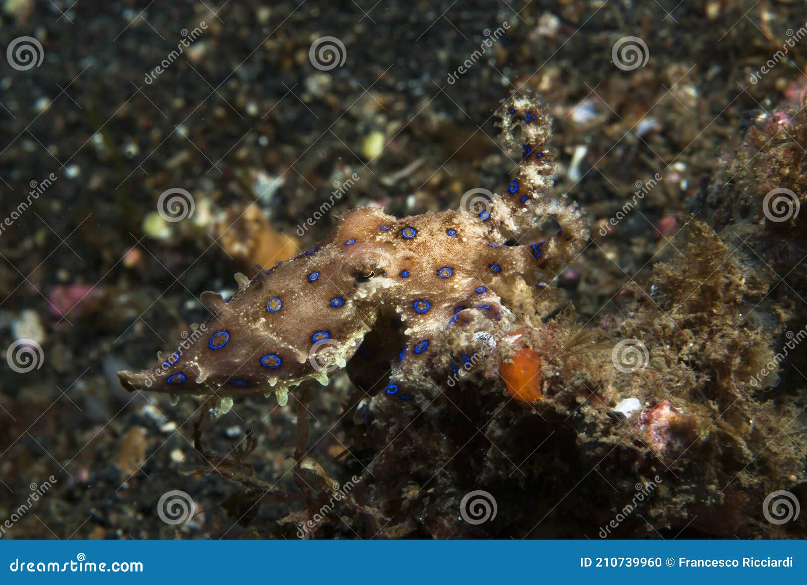 Blue-ringed Octopus Hapalochlaena Lunulata Stock Photo - Image of ...