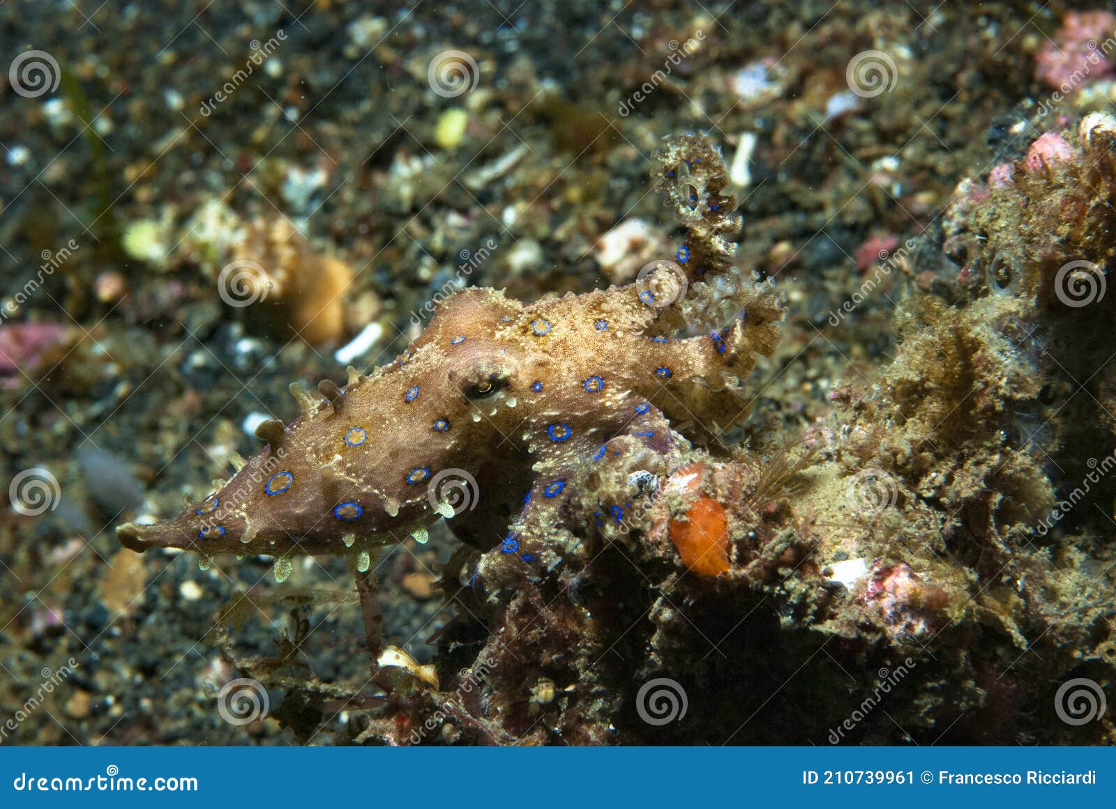 Blue-ringed Octopus Hapalochlaena Lunulata Stock Image - Image of ...