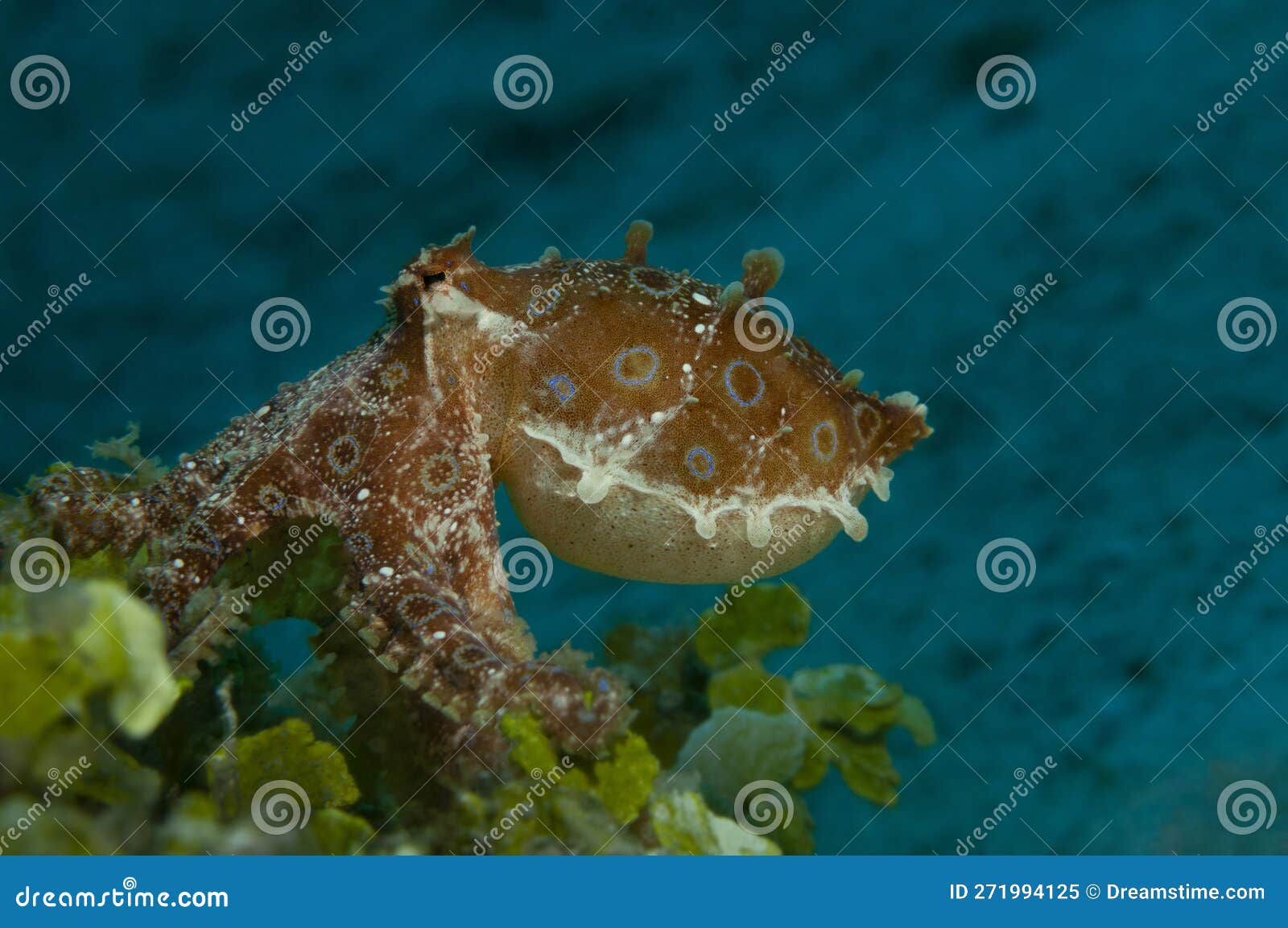 Blue-ringed Octopus Hiding in Algae Stock Image - Image of camouflage ...