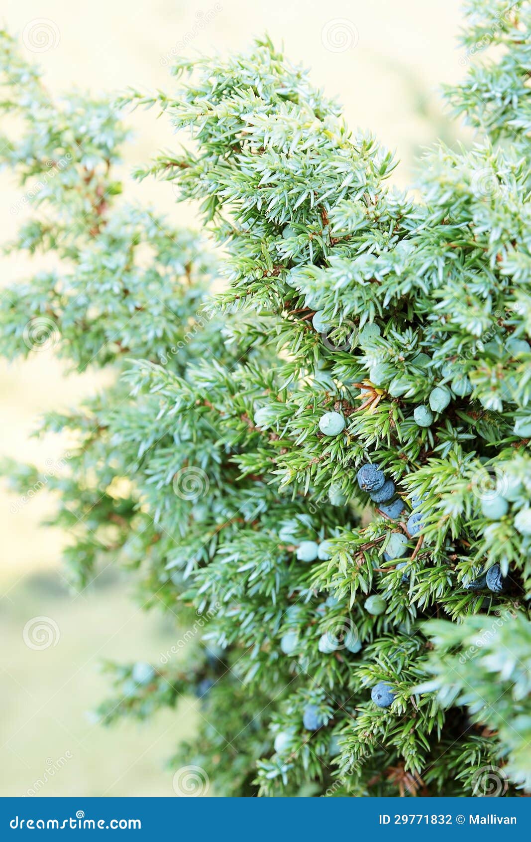 Juniper berries stock photo. Image of mountain, bush - 29771832
