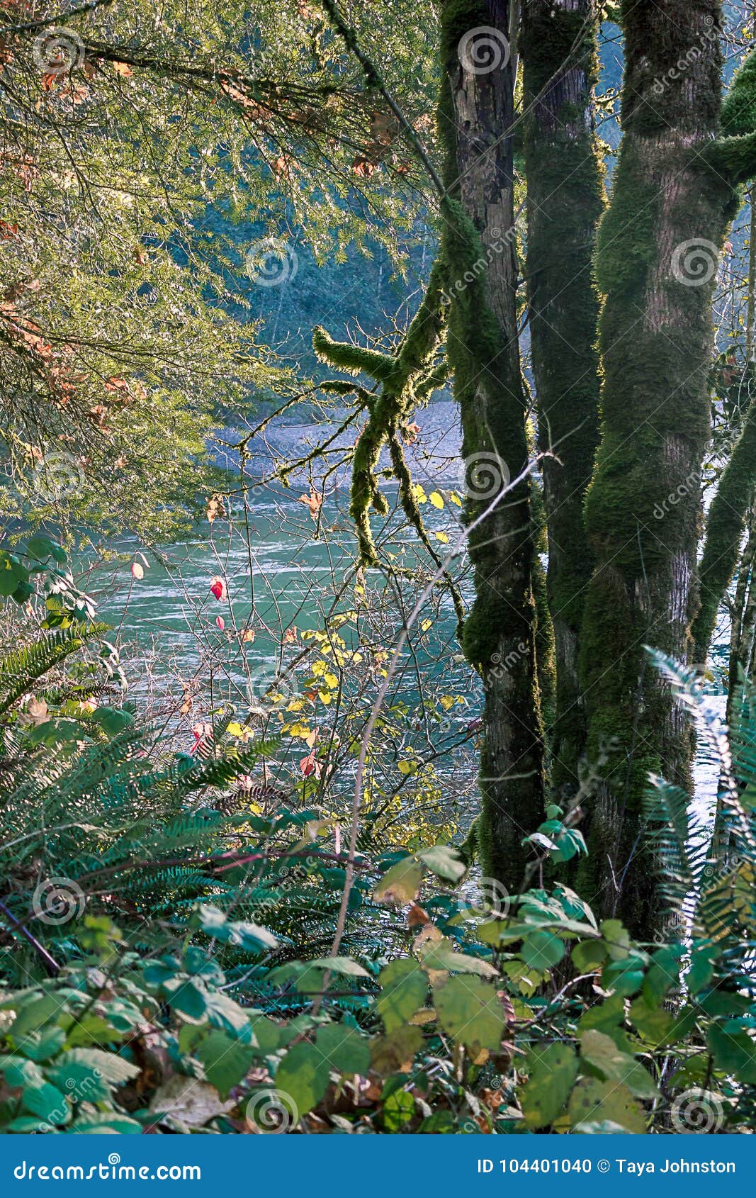Glowing river behind trees stock photo. Image of branches - 104401040
