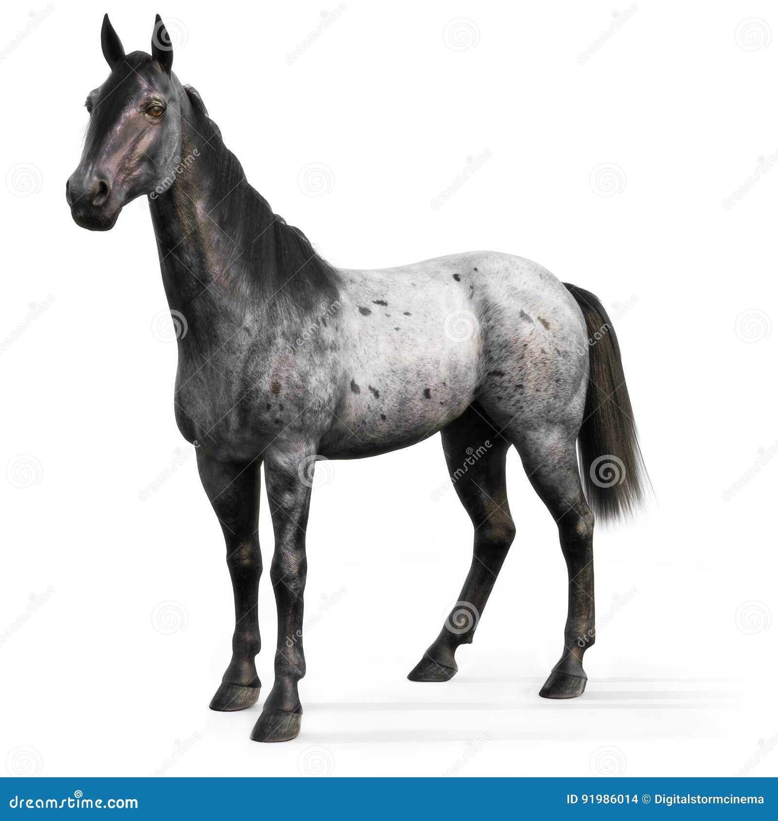 Blue Roan Horse on a White Background. Stock Illustration ...