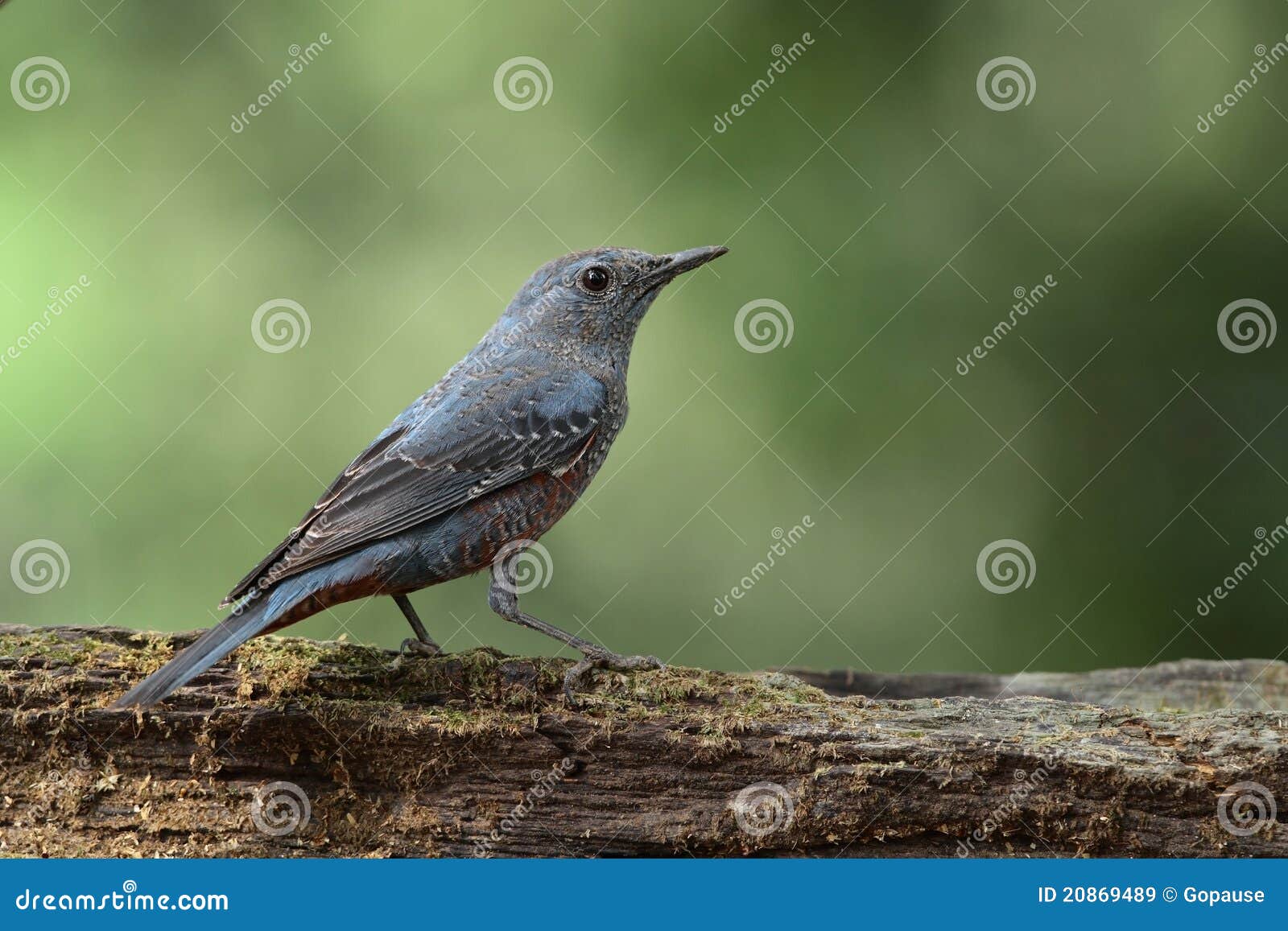 Blue Rock Thrush stock image. Image of creature, resting - 20869489