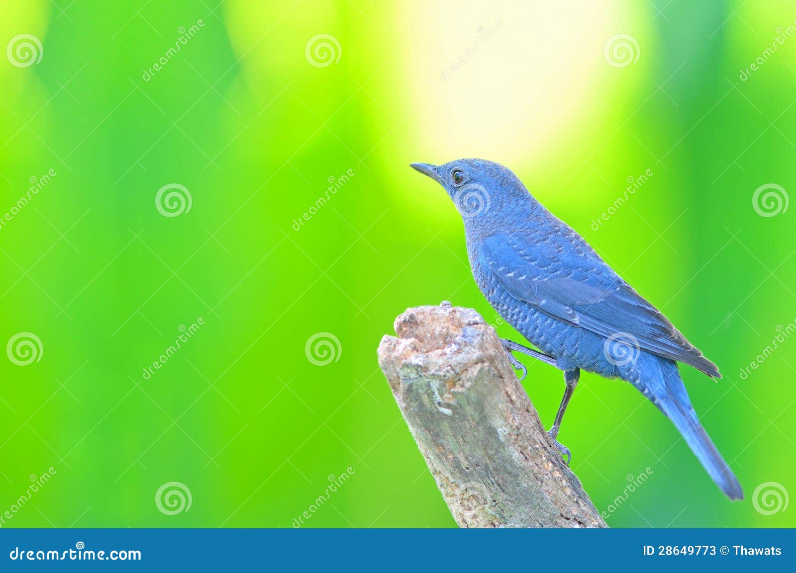 Blue Rock Thrush bird stock image. Image of monticola - 28649773