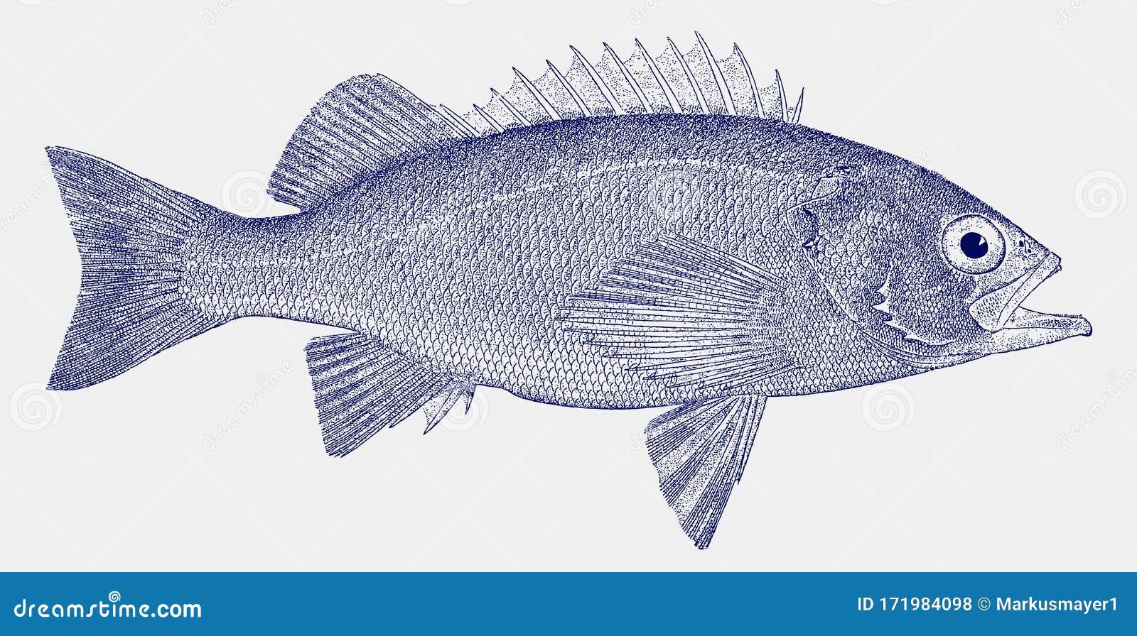 Sebastes (rockfish) Cartoon Vector | CartoonDealer.com #63416813
