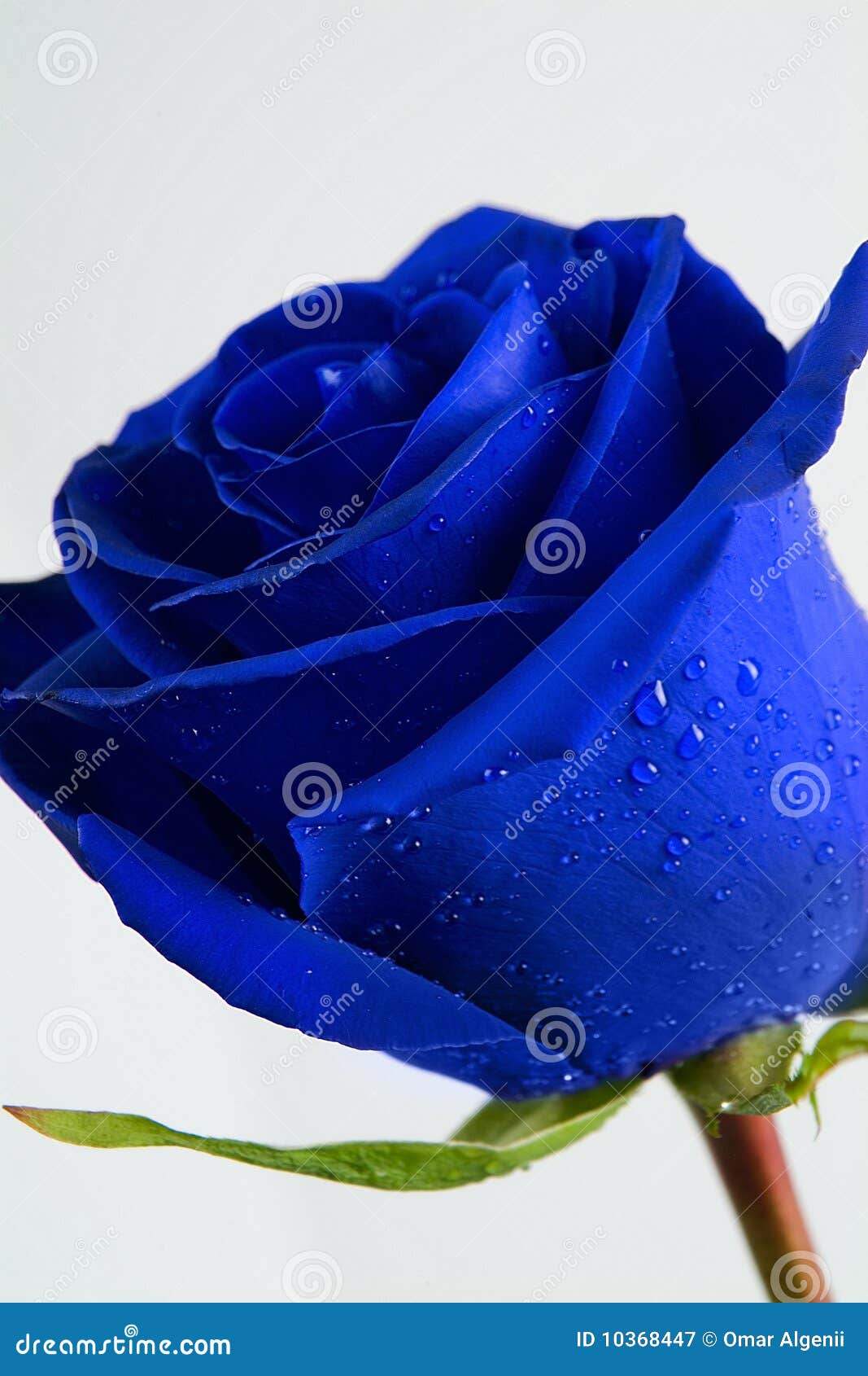 Blue rose stock image. Image of blue, rose, romantic - 10368447