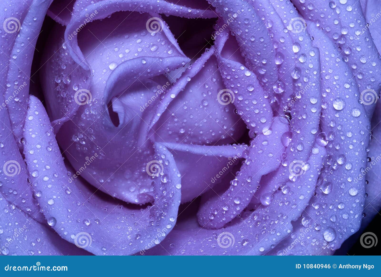 Blue rose stock photo. Image of fresh, attractive, love - 10840946