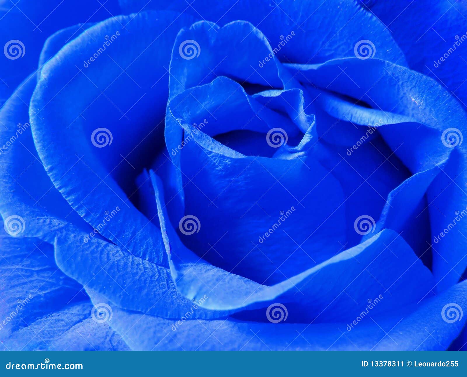 Blue rose stock image. Image of glorious, delightful - 13378311