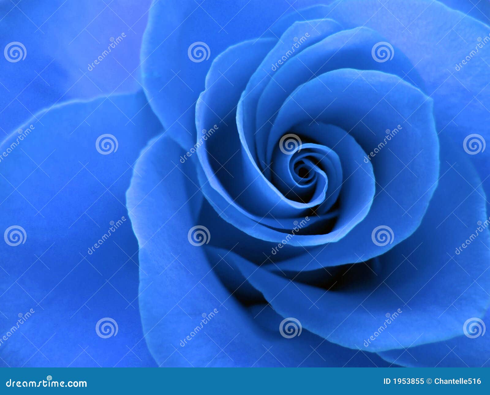 Blue rose stock image. Image of romance, colored, blue - 1953855