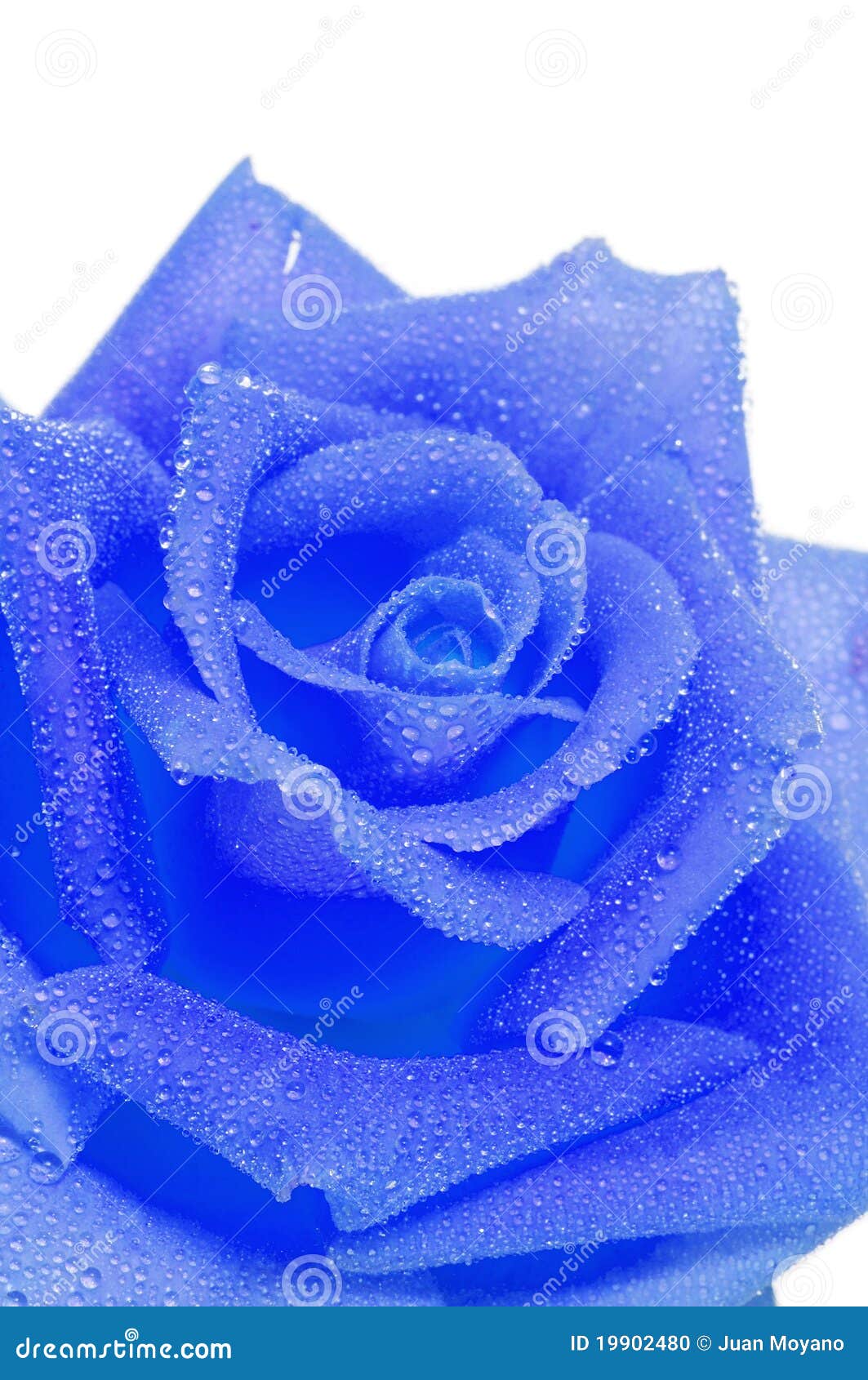 Blue rose stock photo. Image of gardening, fresh, blooming - 19902480