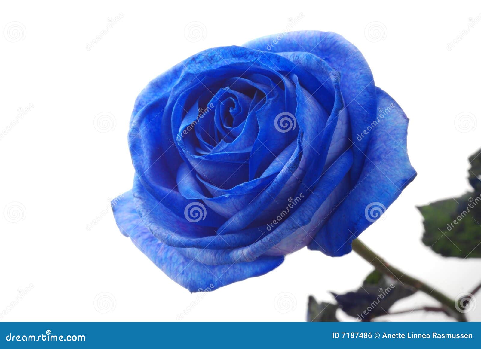 Blue rose stock photo. Image of blue, perspective, pretty - 7187486